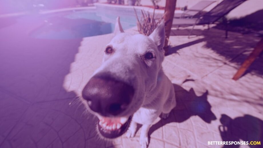 8 Good Answers To “What Can I Do For You?” • Better Responses